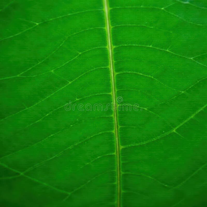 Close-up Parallel Leaf Veins Lush Green Backdrop Element Vibrant Stock ...