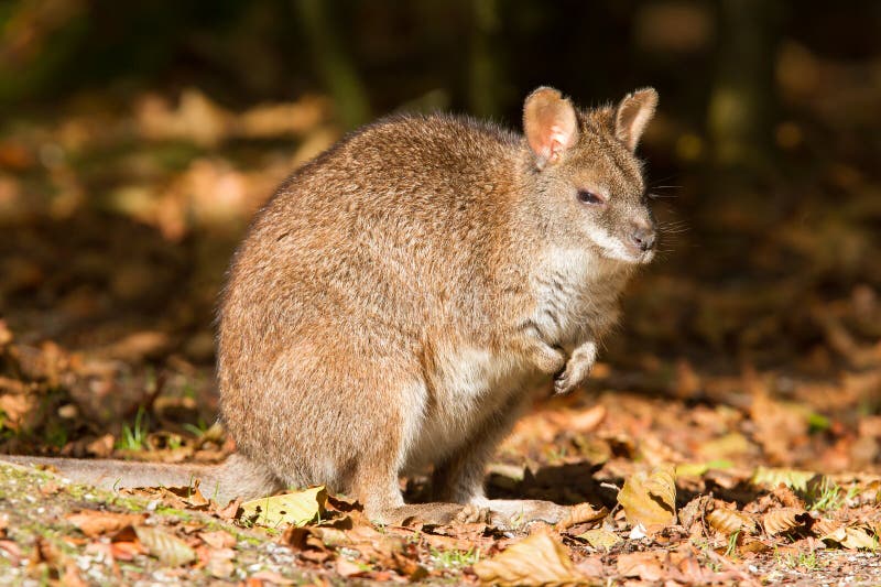 Quokka with Baby stock image. Image of parent, australia - 87443