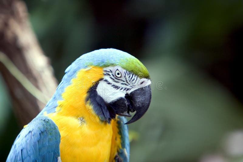 Close-up of Parrot stock image. Image of beautiful, bird - 1145359