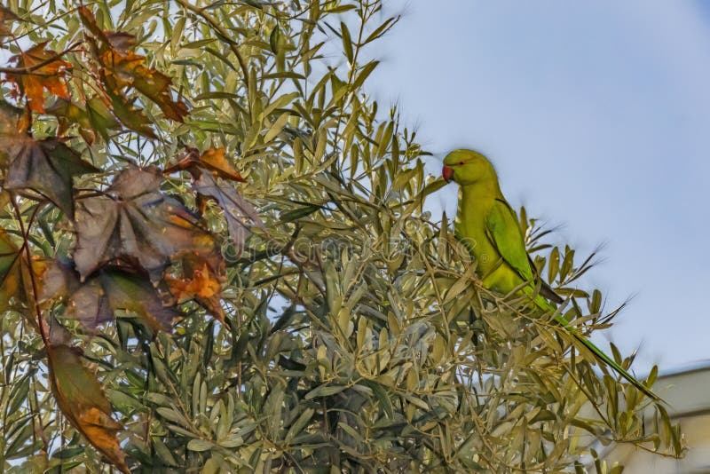 Close Up Parrot on Green Leaves Stock Photo - Image of amazon ...
