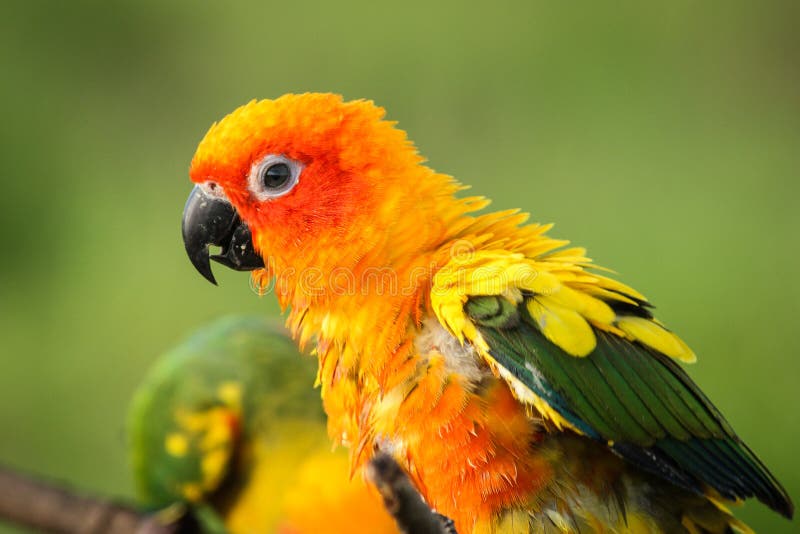 Close Up Parrots Stock Photos - Download 1,000 Royalty Free Photos