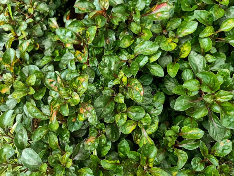 Parrotleaf Stock Photos - Free & Royalty-Free Stock Photos from Dreamstime