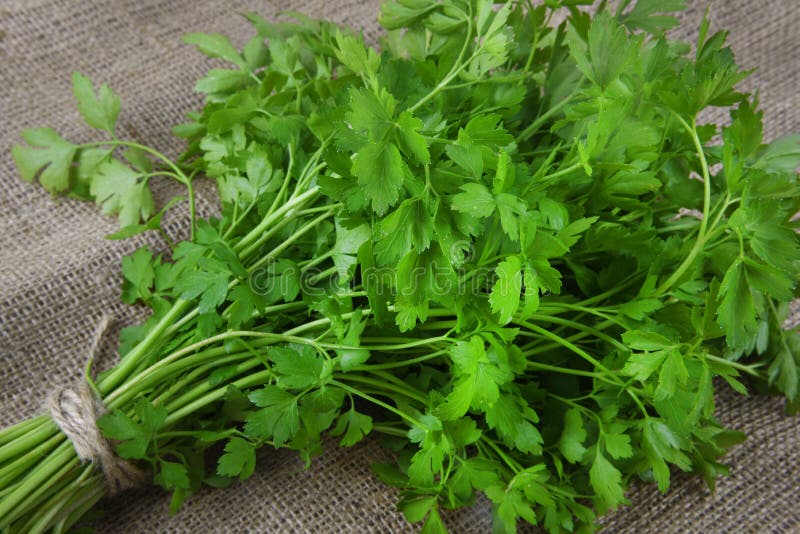 Close Up of the Parsley Bundle on Hessian Stock Photo - Image of ...
