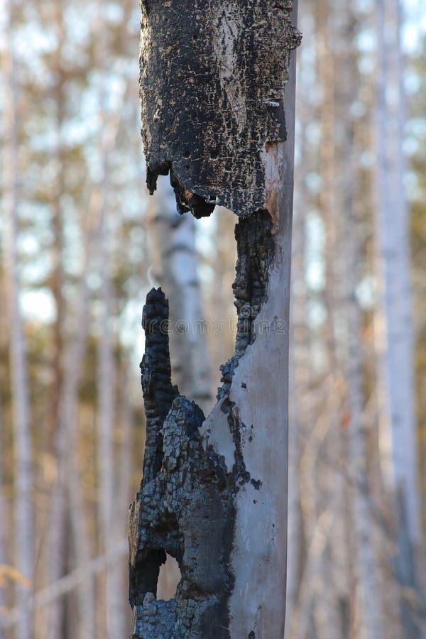 A Close Up of the Part of Burned Tree Stock Image - Image of wooden ...