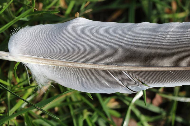 Close Up of Part of a Single Birds Feather Stock Photo - Image of ...