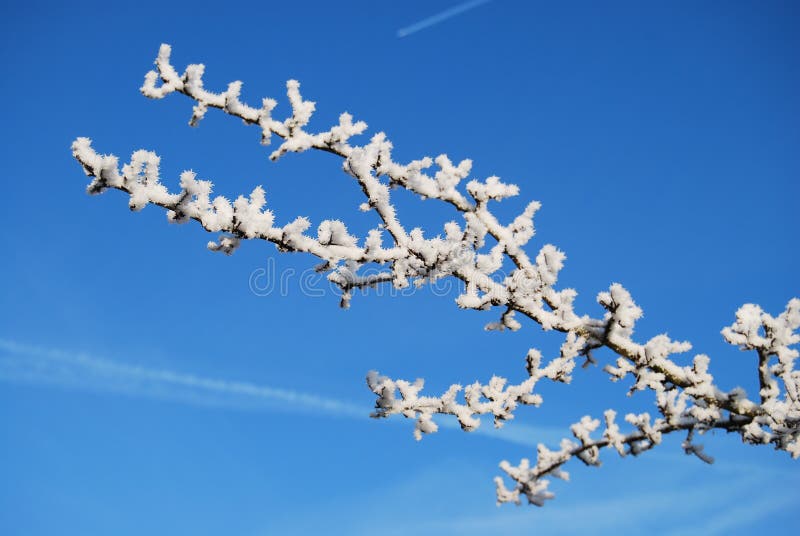 Snow-covered tree stock image. Image of thick, frozen, snowy - 960439