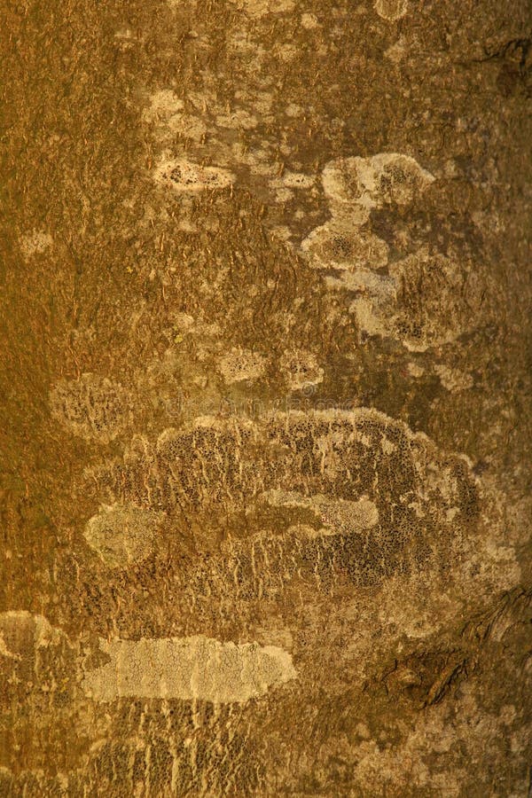 Abstract Patterns on Tree Bark in Winter Sunshine Stock Image - Image ...