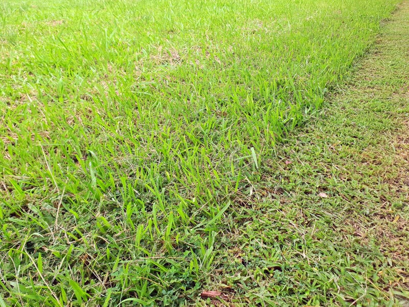 Close Up of Partial Cut Grass Stock Image - Image of gardening, green ...