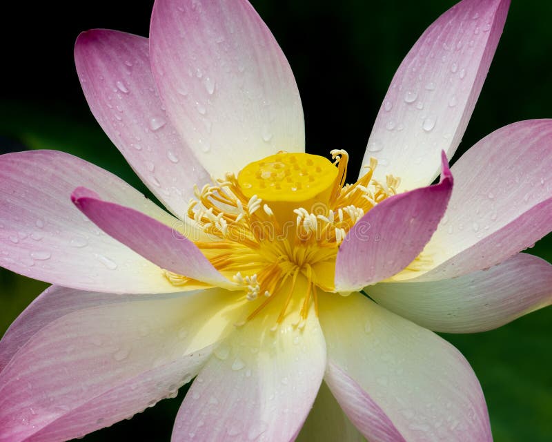 A Pink Flower is Partially Opened with Rain Drops Falling on it Stock ...