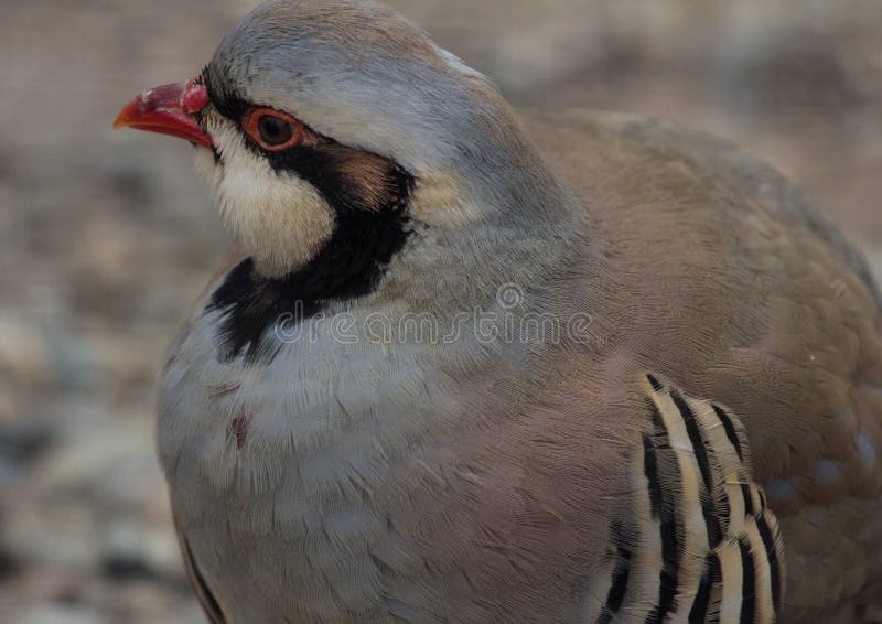 Close Up of the Partridge Standing on the Ground and Looking Aside ...