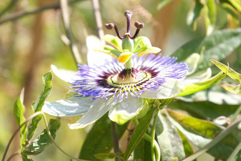 Close up passiflora flower stock image. Image of drop - 155590091