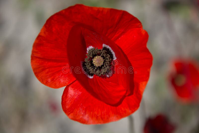 Close-up of poppy flower stock photo. Image of petal - 151435216