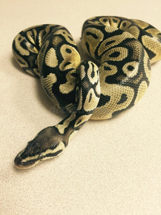 Close Up of Pastel Ghost Ball Python Snake Stock Image - Image of ghost ...