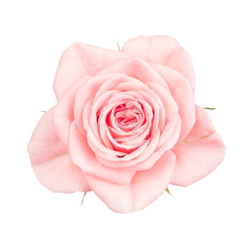 Close Up of Pastel Pink Rose Stock Image - Image of isolated, flora ...