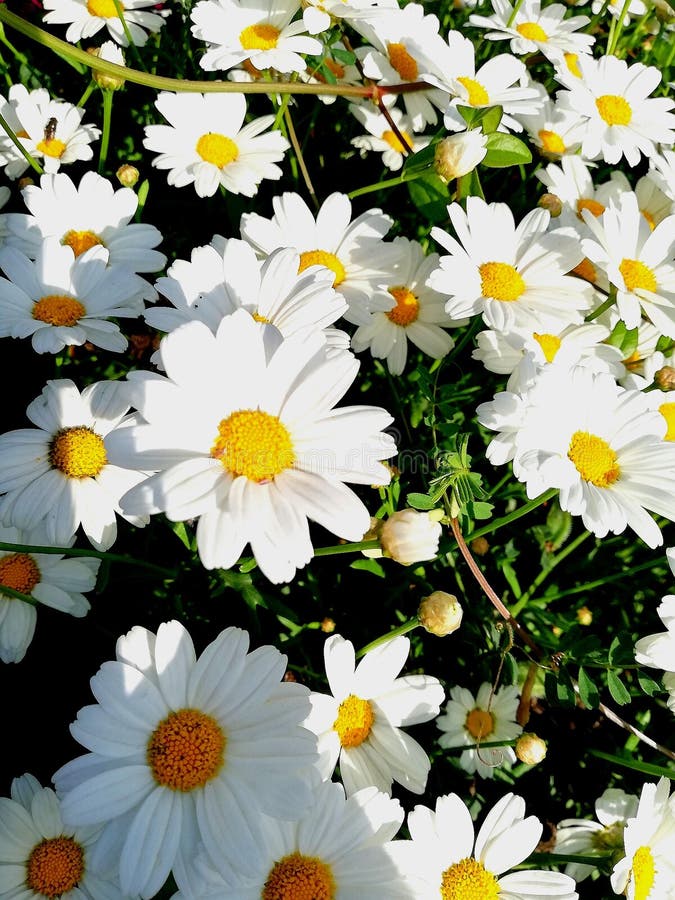 Patch of daises stock photo. Image of plants, horticulture - 149089210