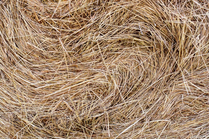 Close-up of a Patch of Dry Grass, Featuring Multiple Straw-colored ...
