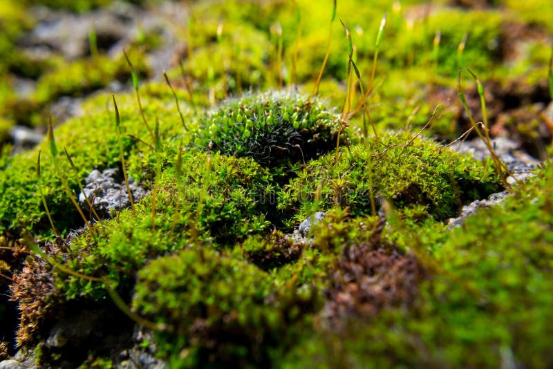 Close-up of a Patch of Moss Stock Photo - Image of natural, stone ...
