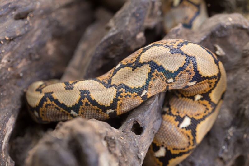 950 Boa Snake Skin Pattern Texture Stock Photos - Free & Royalty-Free ...