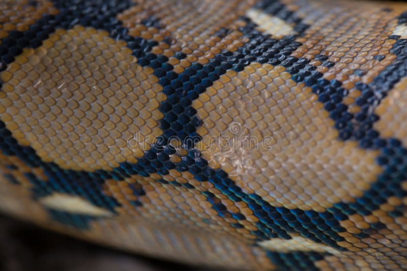 Close Up Pattern Boa Snake Skin Abstract Textured Stock Image - Image ...