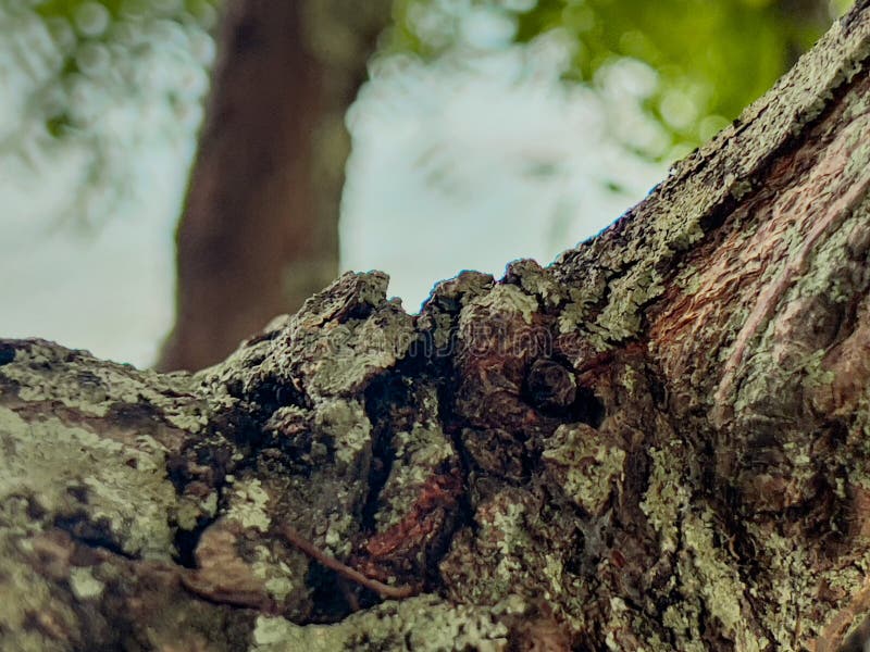 Close-Up of Patterned Tree Bark Texture Stock Photo - Image of granite ...
