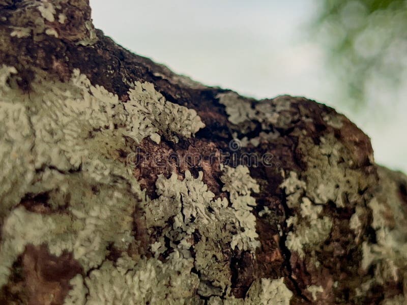 Close-Up of Patterned Tree Bark Texture Stock Image - Image of bird ...