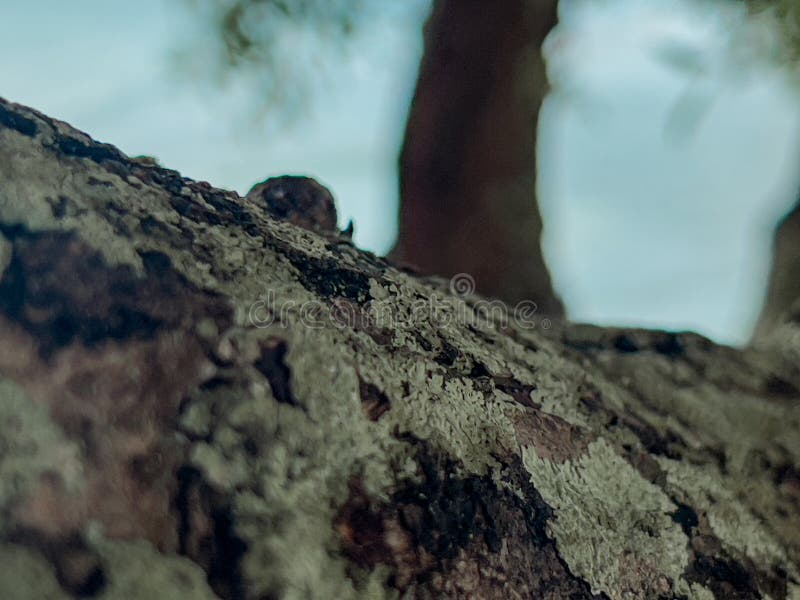 Close-Up of Patterned Tree Bark Texture Stock Photo - Image of details ...