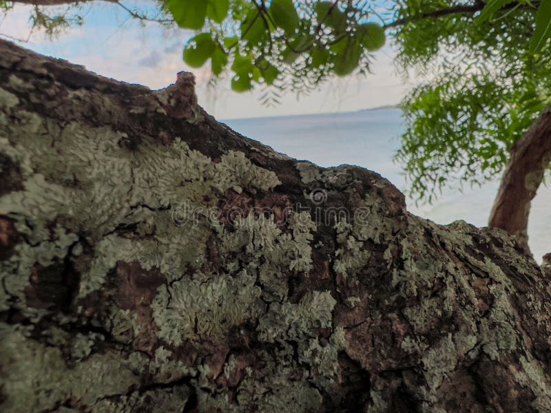 Close-Up of Patterned Tree Bark Texture Stock Image - Image of closeup ...