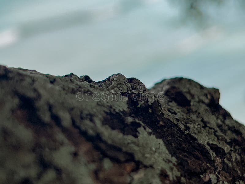 Close Up Textured Tree Bark Showcasing Rich Colors Natural Patterns ...