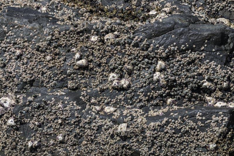 Black Rock Covered with Barnacles and Shells Background Stock Photo ...