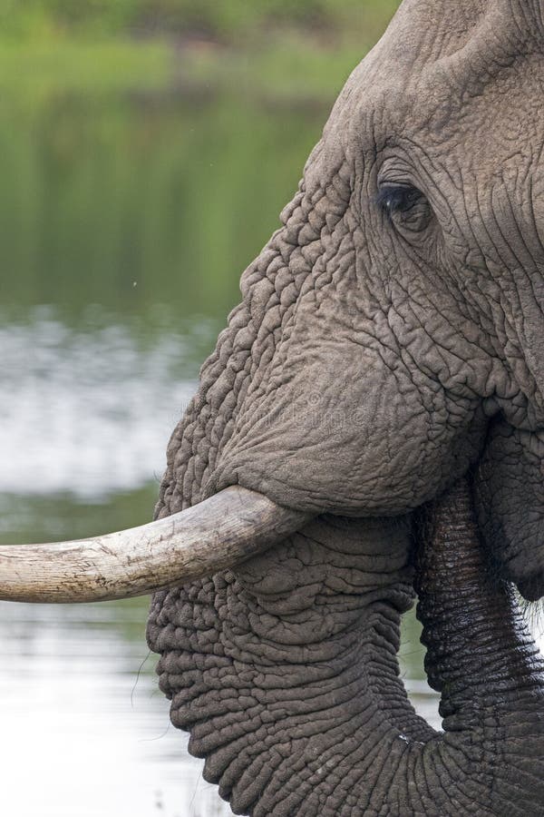 Close Up of Elephant Head Pattern and Texture Stock Image - Image of ...