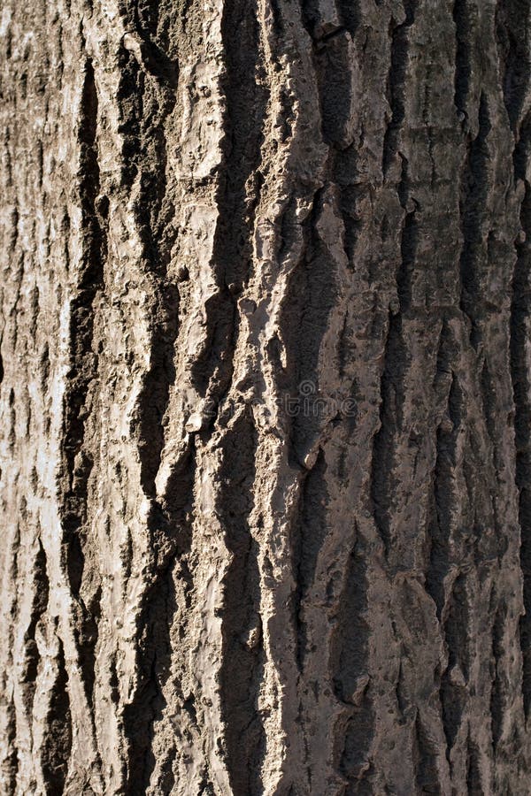 A Close Up of the Patterns of Tree Bark Stock Image - Image of green ...