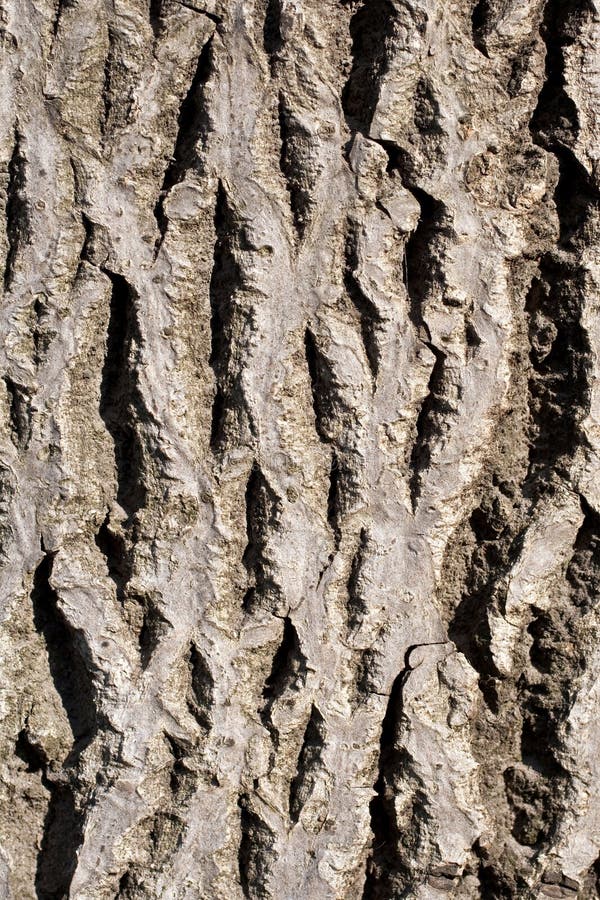A Close Up of the Patterns of Tree Bark Stock Image - Image of ...