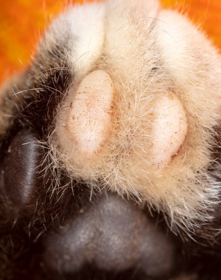12,116 Cat Paw Up Photos - Free & Royalty-Free Stock Photos from Dreamstime