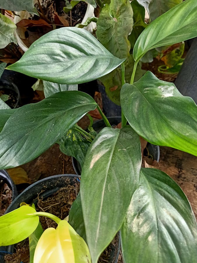 Close Up of Peace Lily Plant Stock Image - Image of spathiphyllum ...