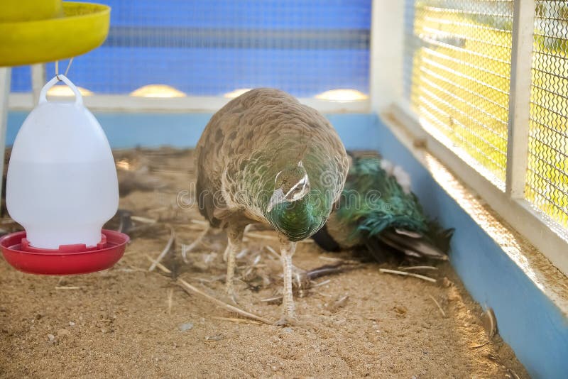 Close Up of Peacock in Cage Stock Image - Image of head, elegance ...