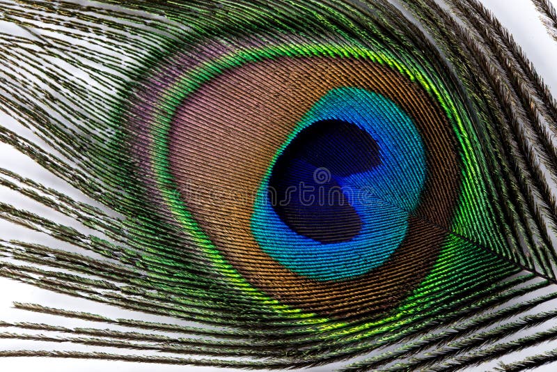 Close Up of Peacock Feather Stock Image - Image of beautiful, element ...