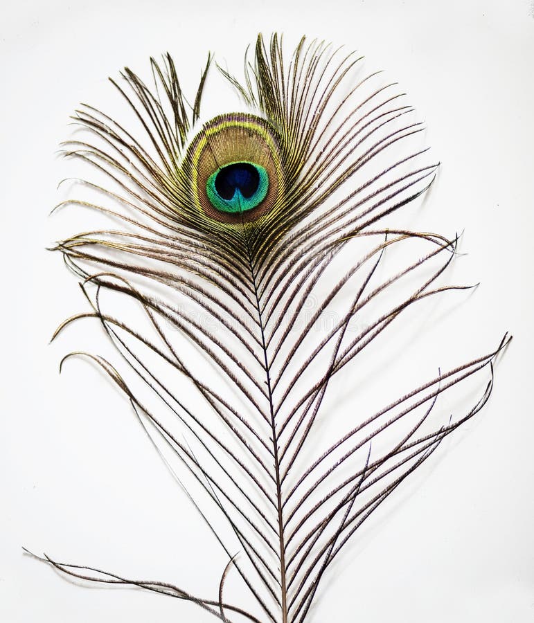 Colorful Peacock Feather Drawing