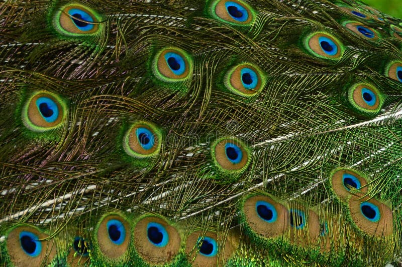 Close Up of Peacock Feathers. Stock Photo - Image of eyes, nature: 41696894