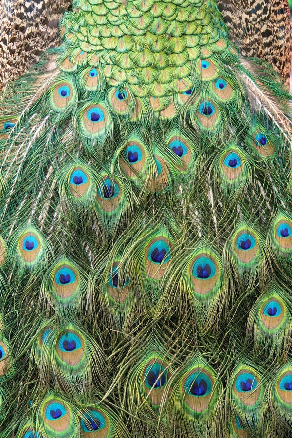 Peacock feathers stock image. Image of plumery, pinna - 196959501