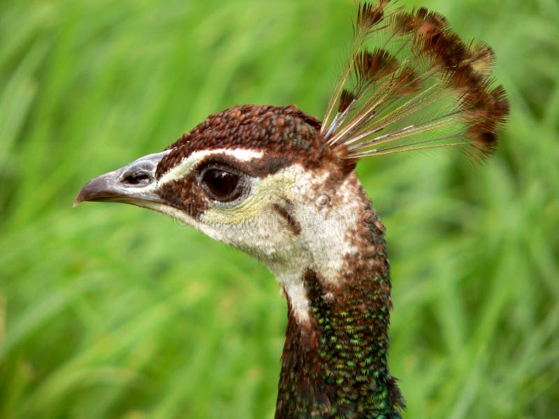 3,682 Peahen Stock Photos - Free & Royalty-Free Stock Photos from ...