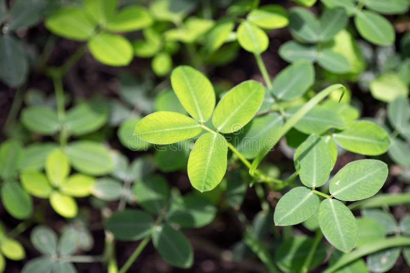 Close up of peanut leaves stock image. Image of leaf - 230885483