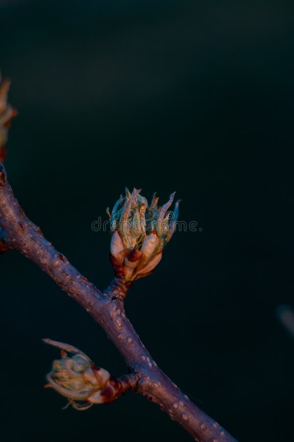 Close-up of a pear bud stock photo. Image of produce - 313908466