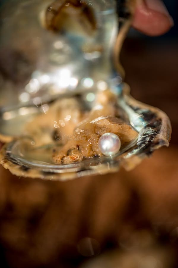 Pearl inside shell stock photo. Image of male, agricultural - 239294834