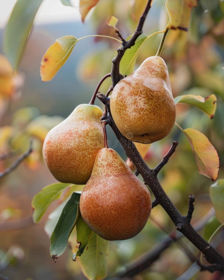 Close-up of Pears on Branches Stock Image - Image of farming, nature ...