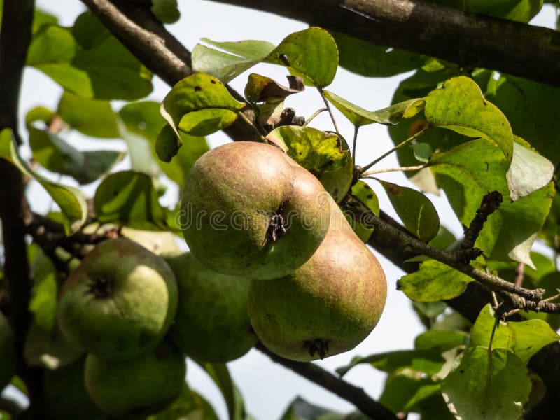 Close-up of Pears Growing and Maturing on Branches of the Pear Tree ...