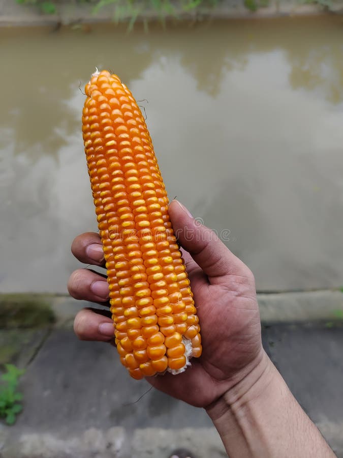Close Up of a Peeled Dried Corn in Hand Stock Image - Image of close ...