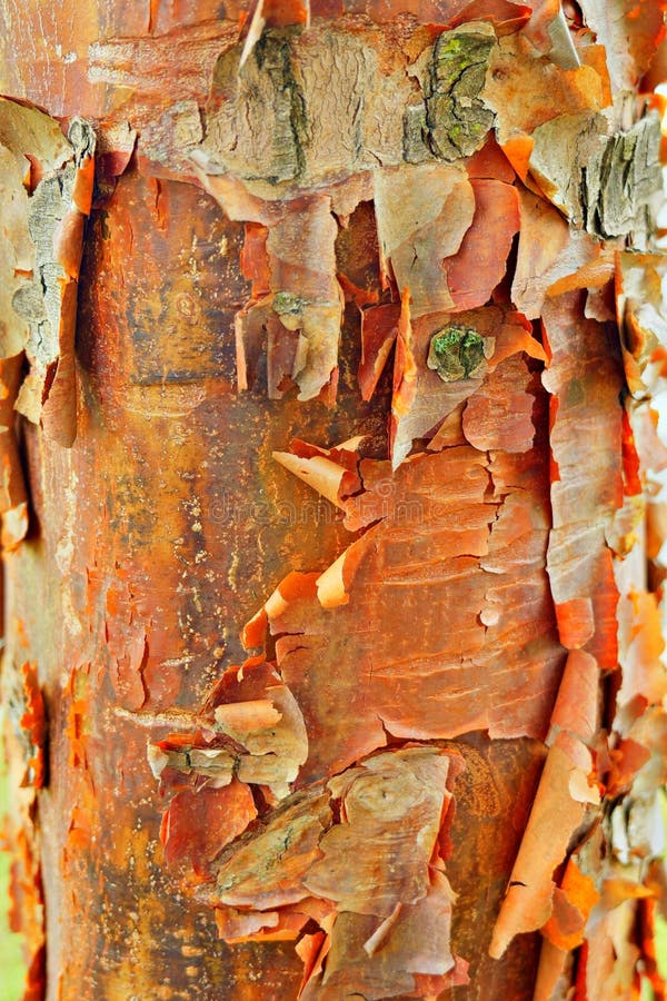 Close-up of Peeling Bark on a Tree, Revealing Vibrant Textures and ...