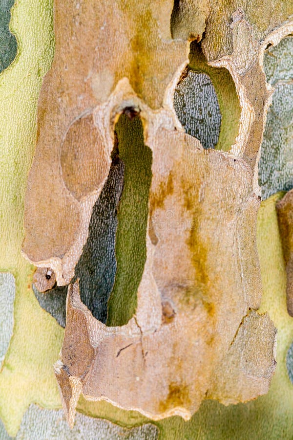 Close Up on Peeling Paint Tree Bark Stock Image - Image of shedding ...