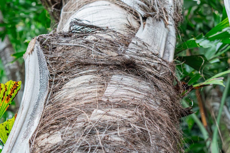 Close-up of Peeling Tree Bark, Revealing Textured Inner Layer with ...
