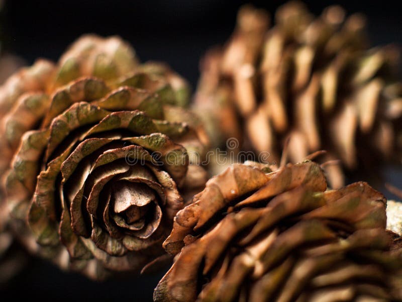 Close up peg stock photo. Image of nature, seed, forest - 90724634